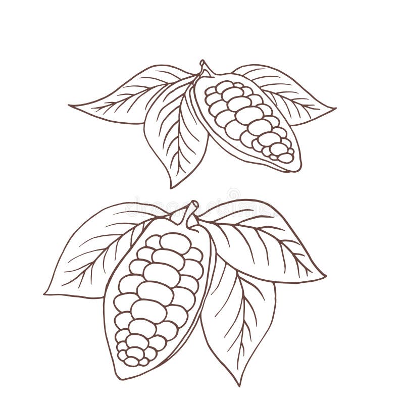 Cocoa Pod Line Drawing Stock Illustrations – 1,047 Cocoa Pod Line ...