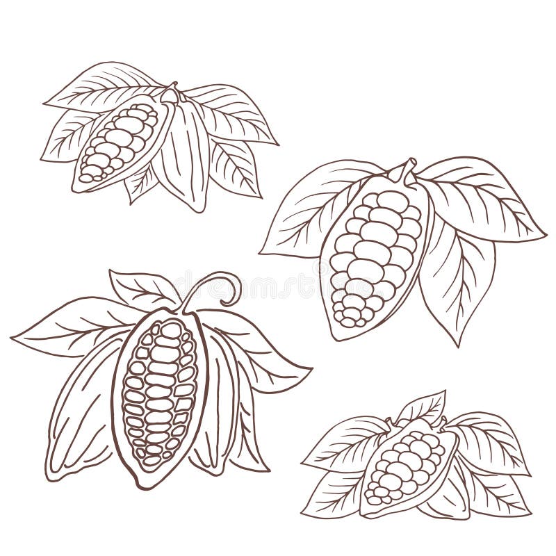 Cocoa Pod Line Drawing Stock Illustrations – 1,047 Cocoa Pod Line ...
