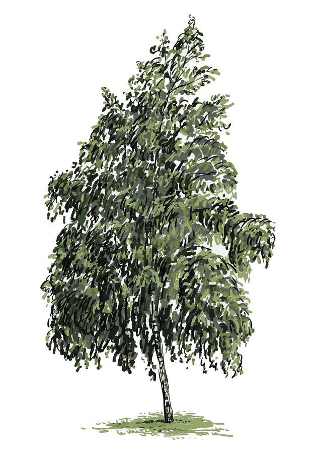 Hand Drawing of Isolated Single Birch Tree in Summer Stock Vector ...