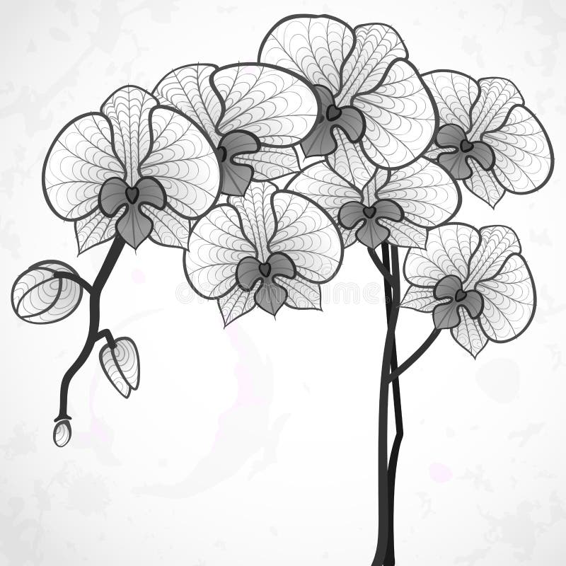 Hand Drawing Orchid Flower. Stock Vector - Illustration of white ...