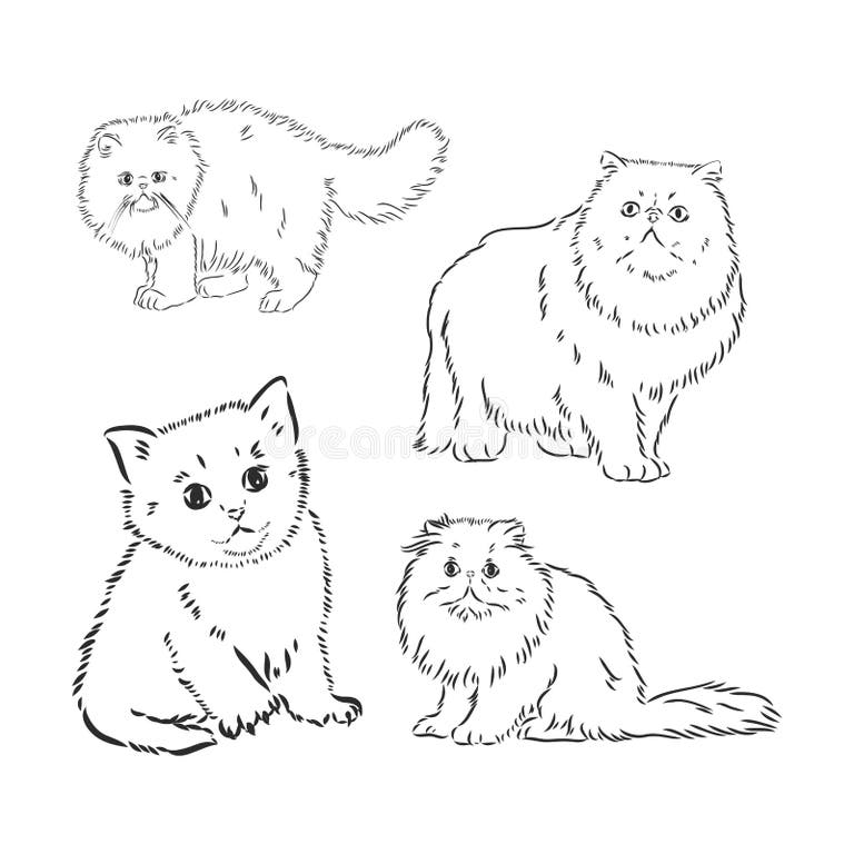 Hand Drawing Persian Cat Vector Version Persian Cat Vector Stock ...