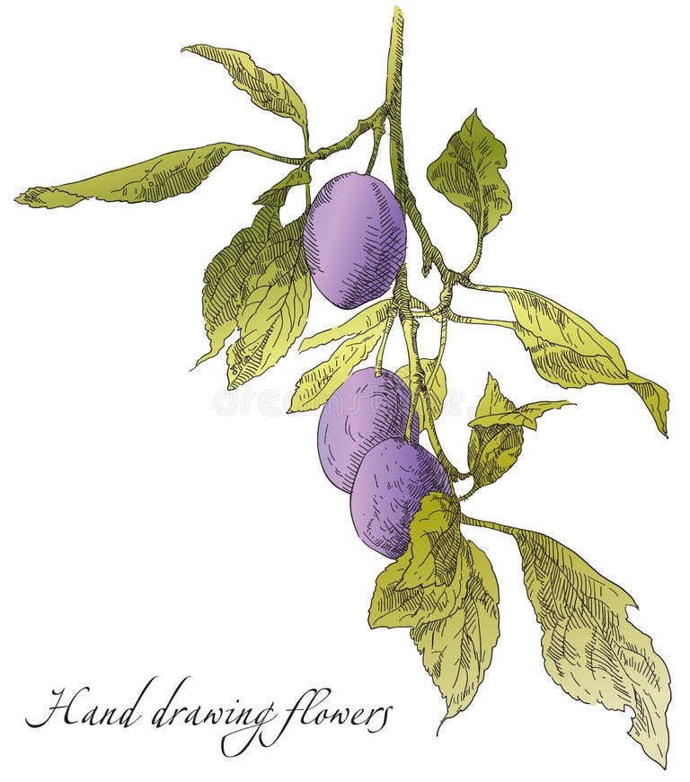 Hand Plum Stock Illustrations – 12,545 Hand Plum Stock Illustrations ...