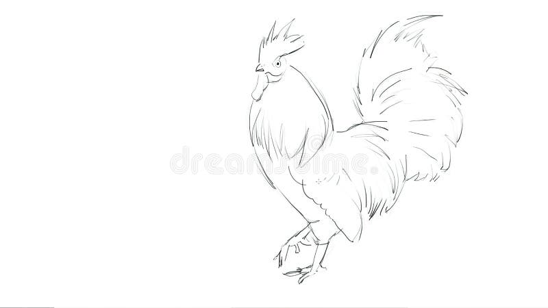 Hand Drawing of a Rooster - Art Process Stock Illustration ...