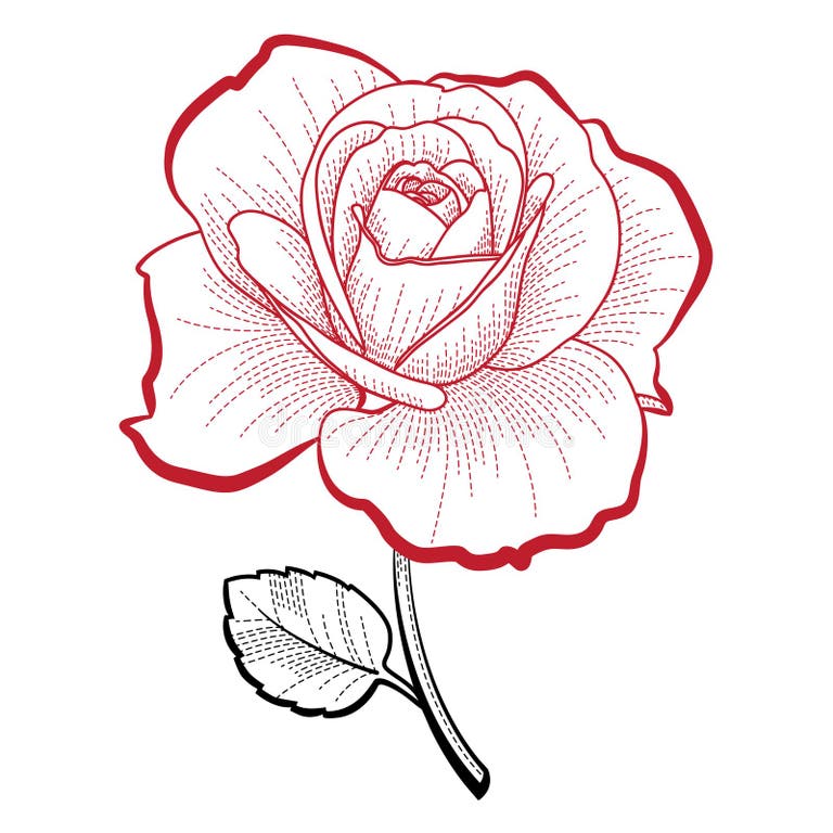 Rose Petal Drawing Stock Illustrations – 102,774 Rose Petal Drawing ...