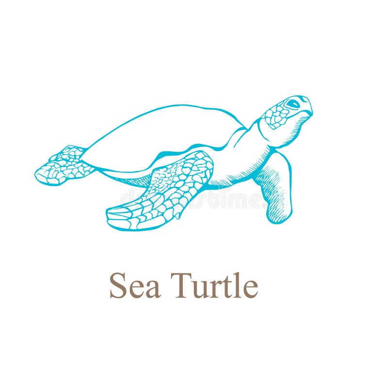 Hand Drawing of a Sea Turtle. Vector Illustration Stock Vector ...