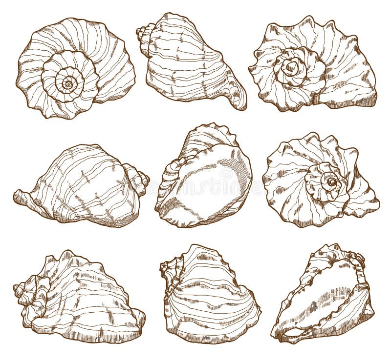 How To Draw A Conch Shell