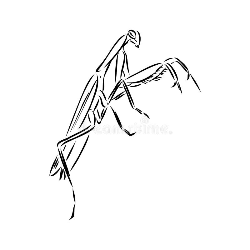 Hand Drawing, Sketch, Mantis on a White Background Stock Vector ...