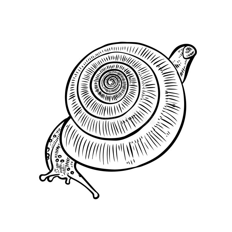 Hand drawing snail stock vector. Illustration of sketch - 352327813