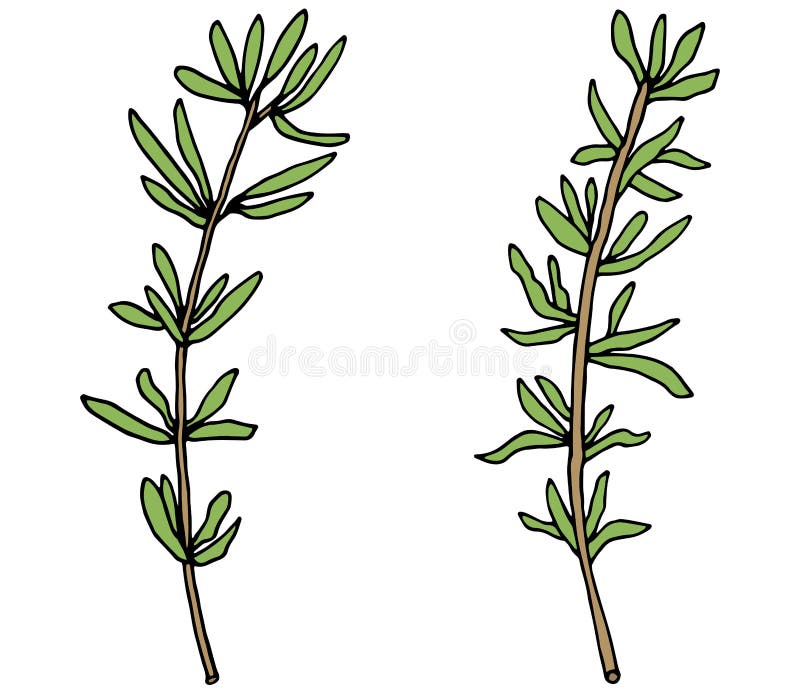 Thyme Drawing Stock Illustrations – 2,647 Thyme Drawing Stock ...