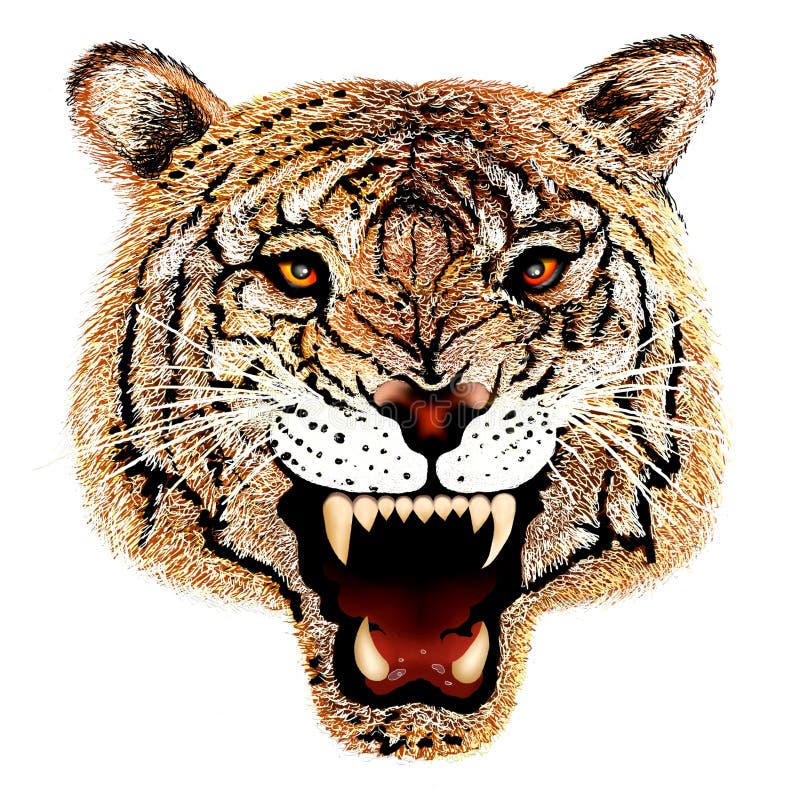 Hand Drawing of Tiger Head Portrait Stock Illustration - Illustration ...
