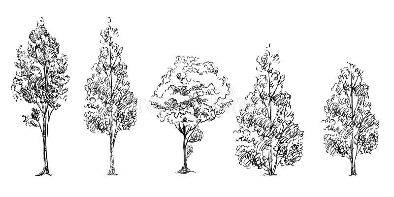 Hand Drawing Trees Set Vector Illustration Stock Vector - Illustration ...