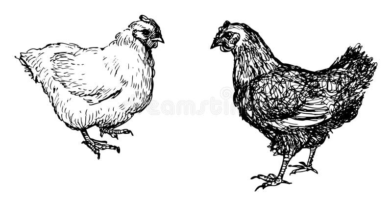 Hand Drawing of Two Black and White Hens,vector Illustration Isolated ...