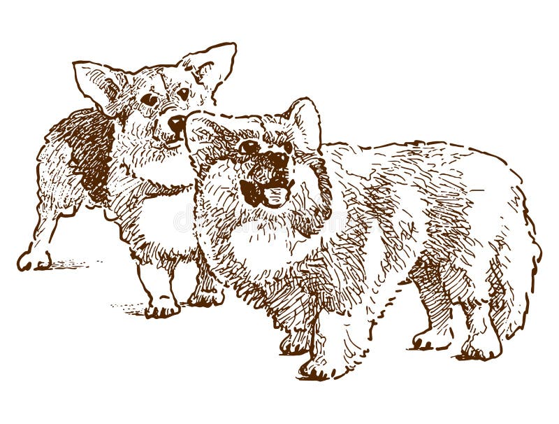 Hand Drawing of Two Cute Corgi Dogs Stock Vector - Illustration of sketch, purebred: 298159166