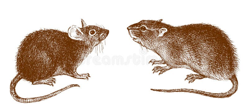 Hand Drawing of Two Red Cute Rats with Long Tails Isolated on White ...