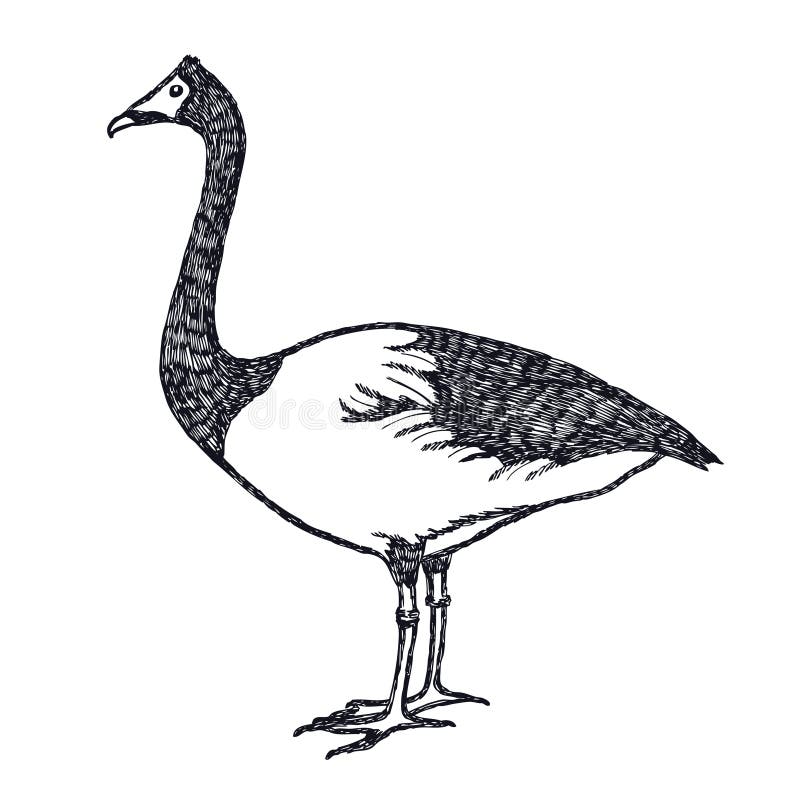 Hand Drawing Vector Illustration Ducks and Geese the Magpie Goose Stock ...