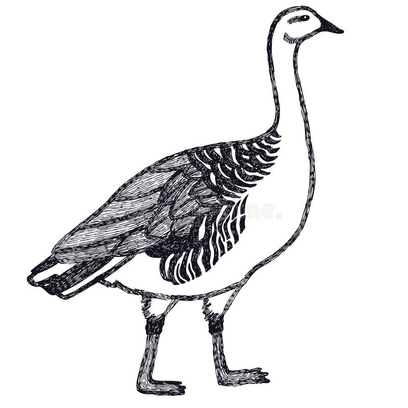 Hand Drawing Vector Illustration Ducks and Geese the Upland Goose Stock ...