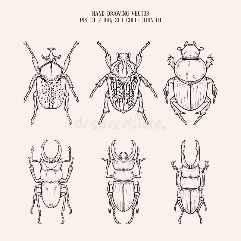 Hand Drawing Vector Insects and Bugs Collection 01 Stock Vector ...