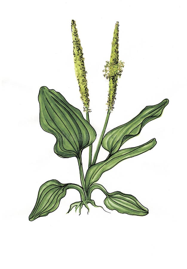 Watercolor Botanical Illustration of Goose-grass. Stock Illustration ...