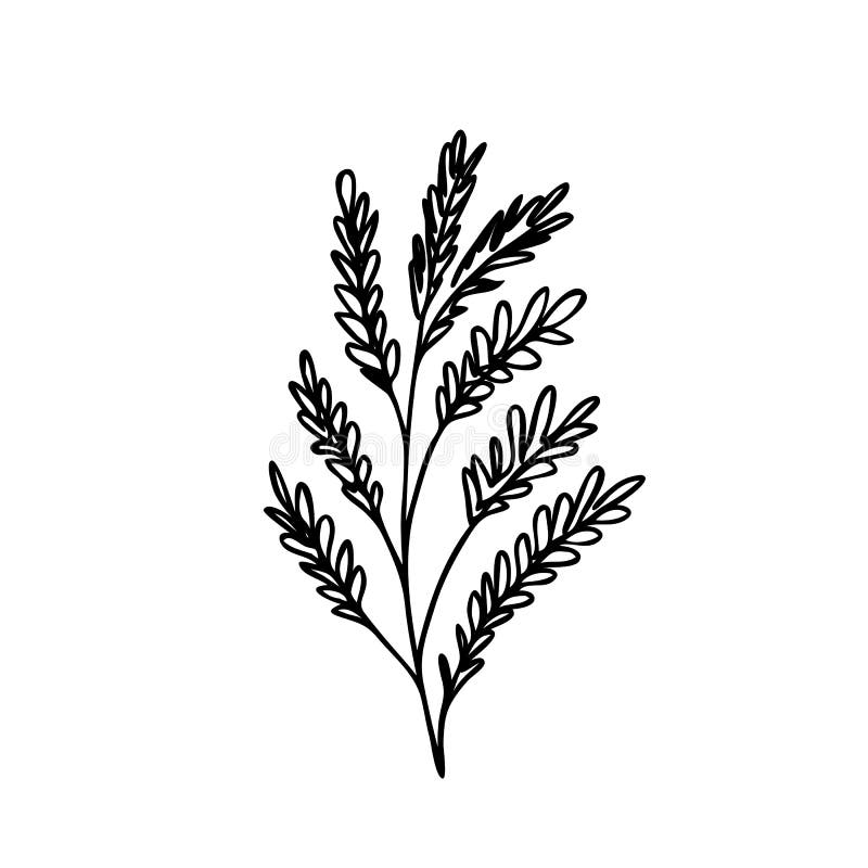 Hand Drawn Abstract Floral Sprig Silhouette. Black and White Outline ...