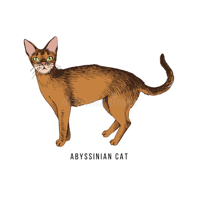 Hand drawn abyssinian cat stock vector. Illustration of kitty - 131123445