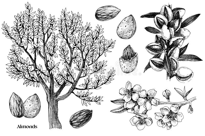 Hand Drawn Almonds Vector Set Stock Vector - Illustration of isolated ...