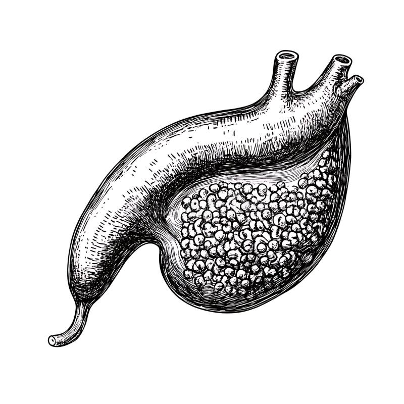 Hand-drawn Anatomical Illustration of a Pancreas Stock Illustration ...