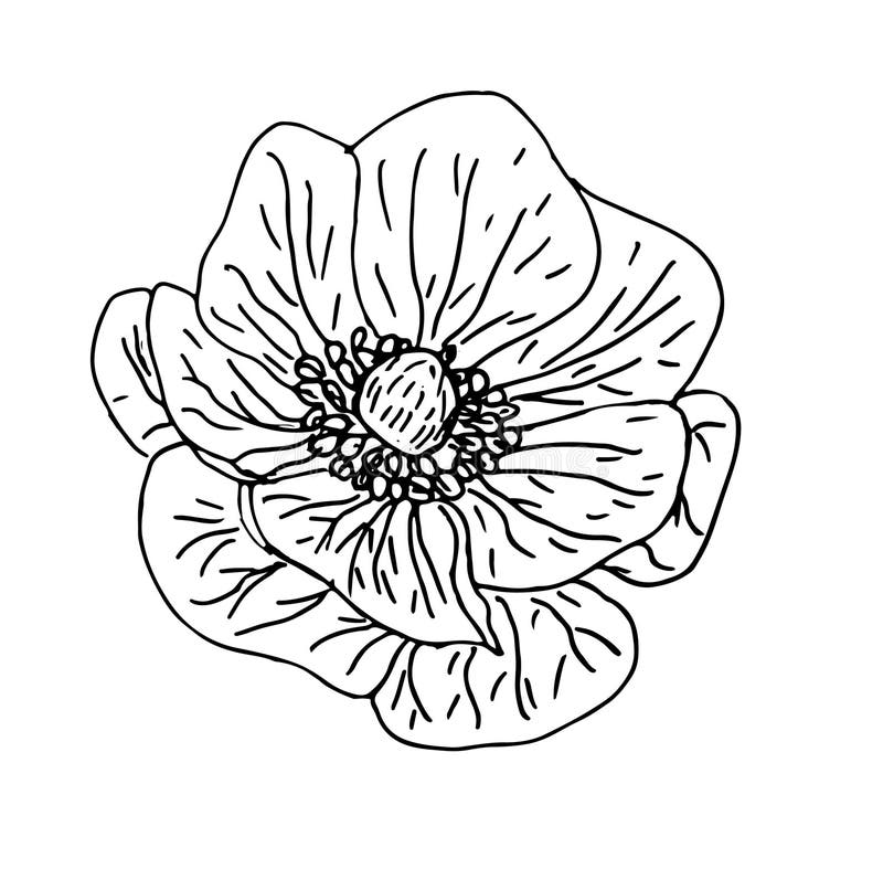 Hand Drawn Anemone Flower in Outline Style. Vector Isolated on White ...
