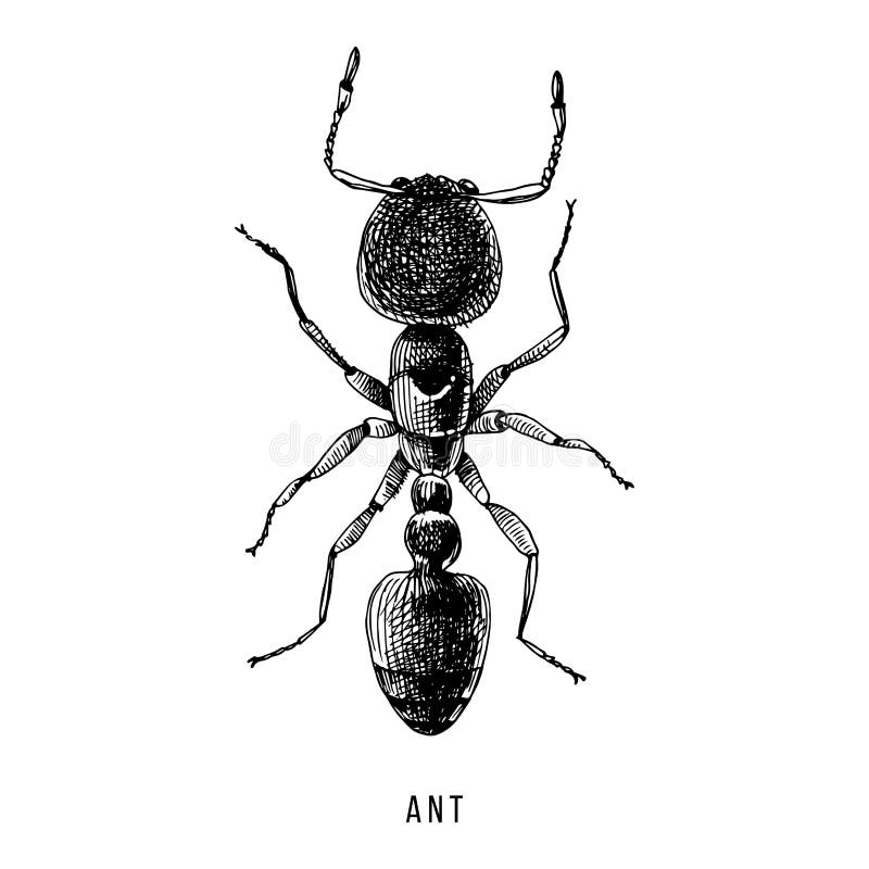 Hand Drawn Ant Illustration Stock Vector - Illustration of insect ...