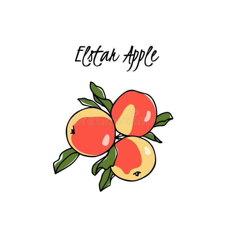 Elstar Apple Stock Illustrations – 4 Elstar Apple Stock Illustrations ...