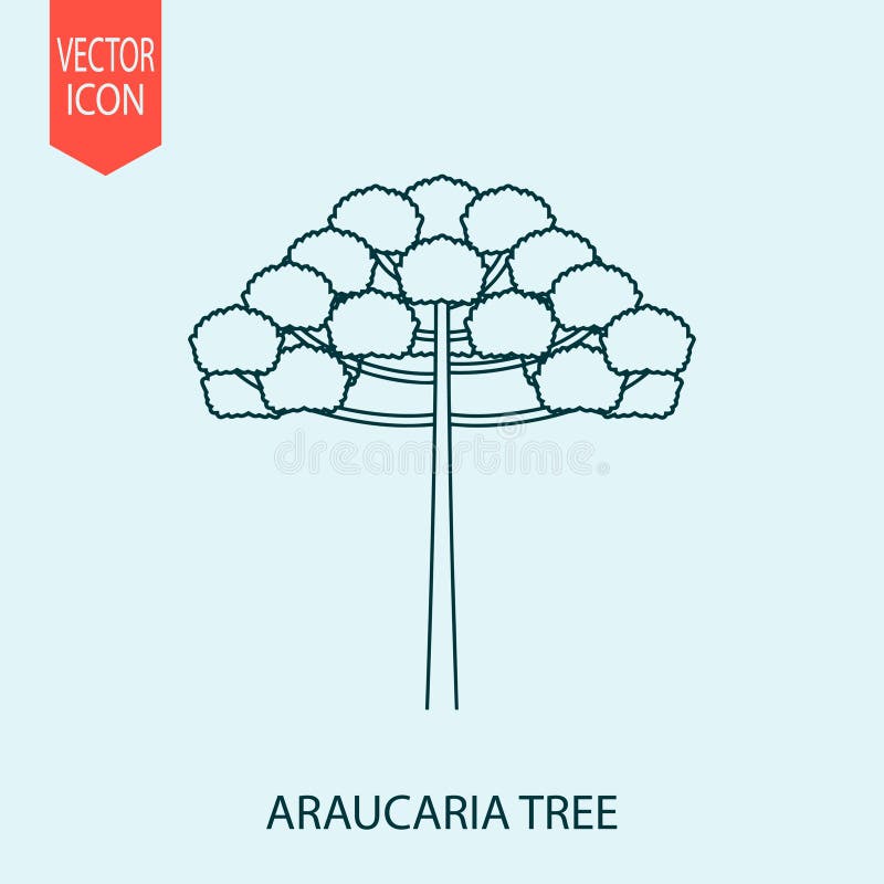 Hand Drawn Araucaria Tree Design Vector Flat Isolated Illustration ...