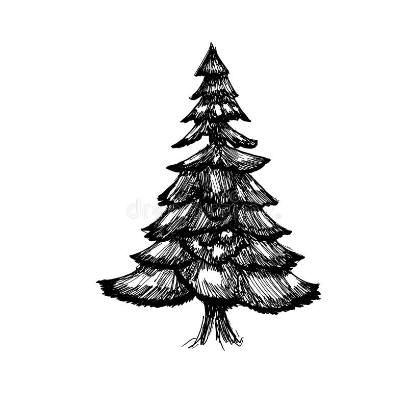 Hand Drawn Architect Tree. Spruce Sketch Architectural Illustration ... Hand Drawn Architect Tree. Spruce Sketch Architectural Illustration ...