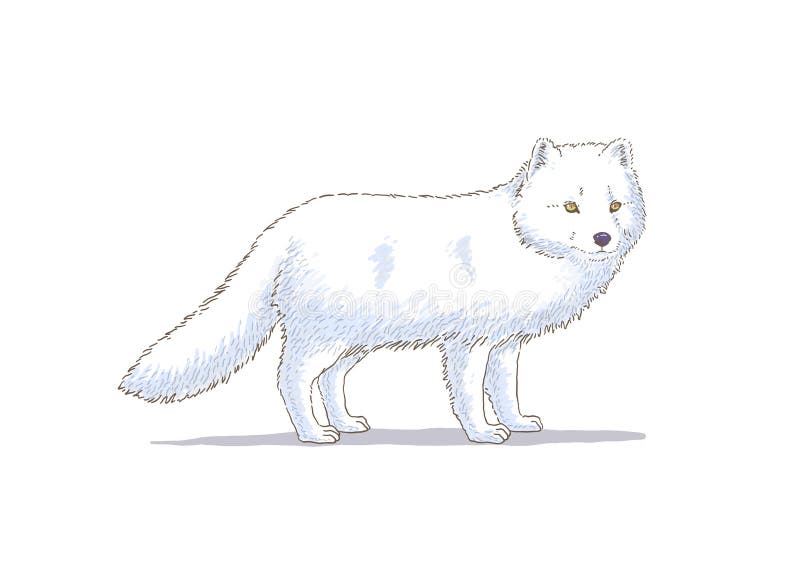 Hand Drawn Arctic Fox Vector Illustration Stock Vector - Illustration ...