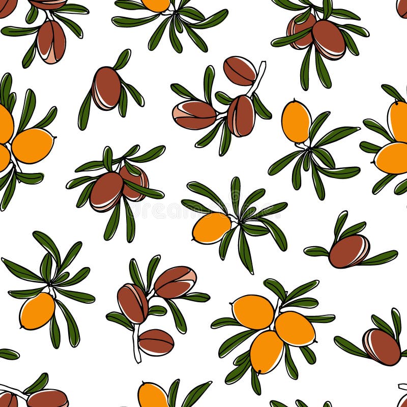 Hand Hand Drawn Argan, Branch Sketch. Colored. VECTOR Artbottle with ...