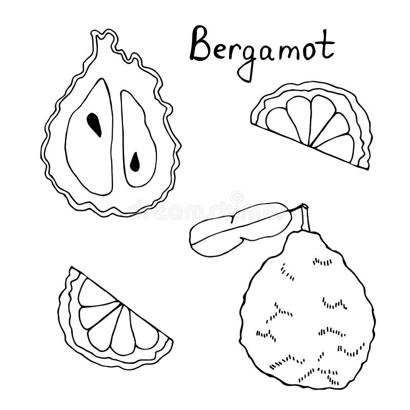 Hand Drawn Art of Bergamot. Black Linear Drawing of Citrus Fruit Stock ...