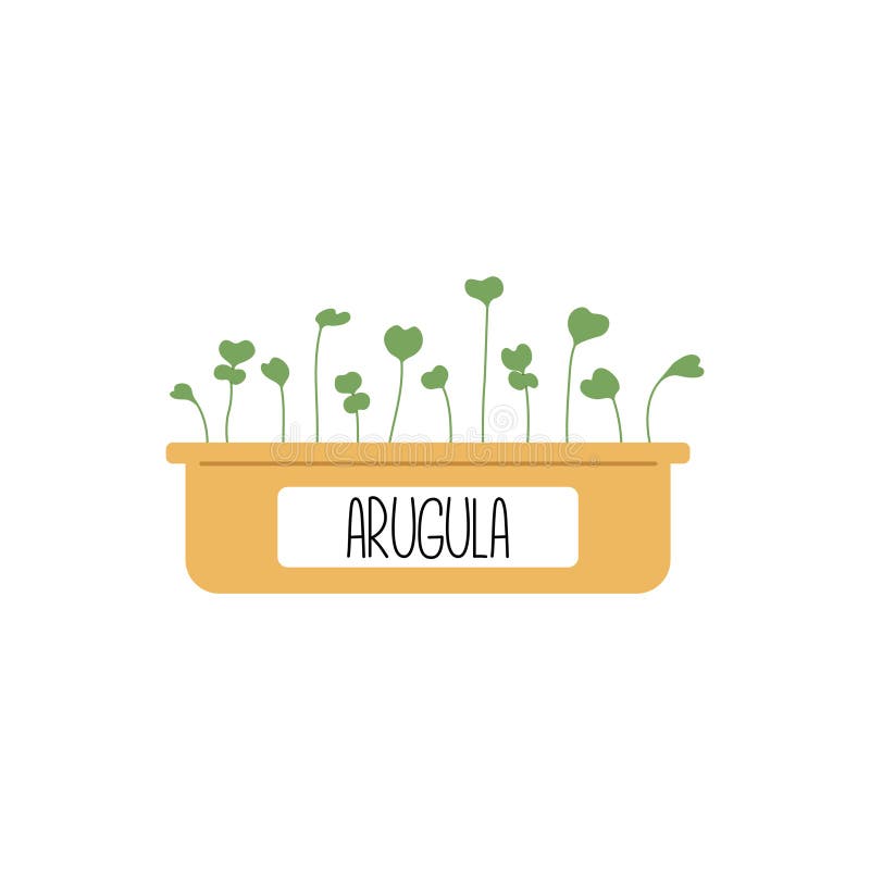 Hand Drawn Arugula Sprouts, Microgreens Growing in a Pot at Home with ...