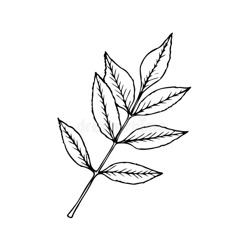 Hand Drawn Ash Leaf Vector Illustration in Line Art Style Isolated on a ...