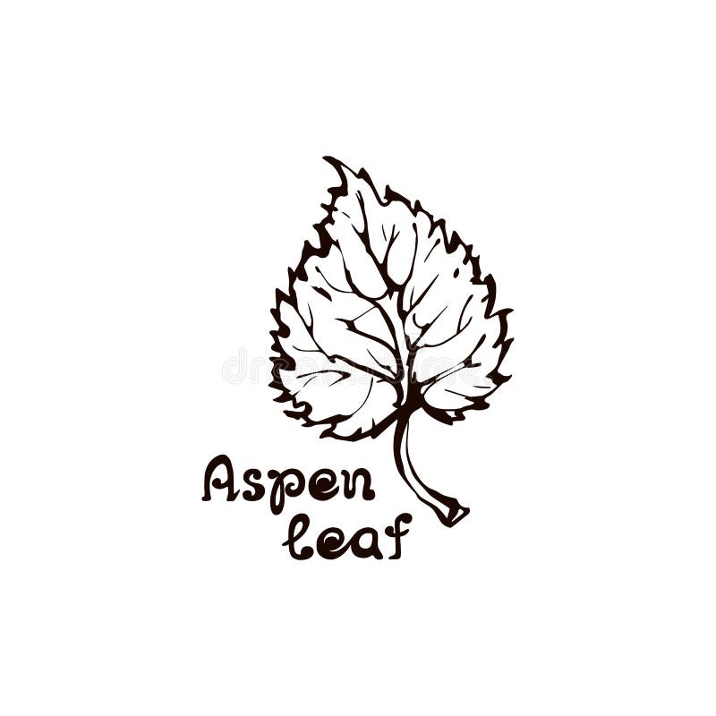 Aspen Leaf Logos stock vector. Illustration of conservation - 6651456