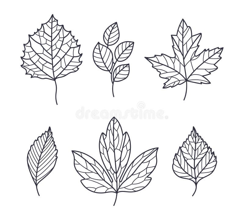 Hand Drawn Autumn Leaf Contour or Outline Vector Set Stock Vector ... Hand Drawn Autumn Leaf Contour or Outline Vector Set Stock Vector ...