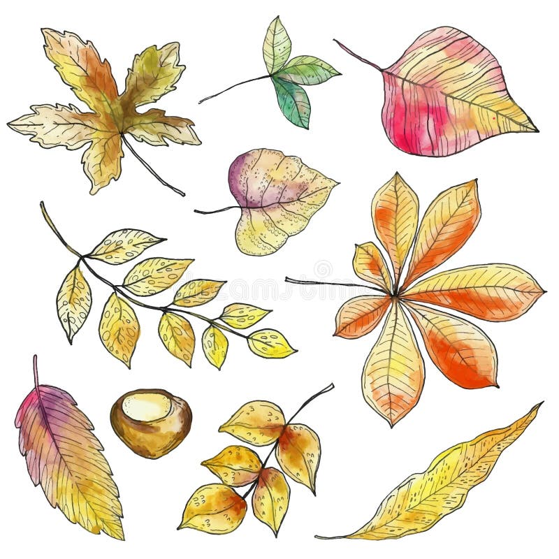 Hand Drawn Autumn Leaves Pack Vector Design Stock Vector - Illustration ...