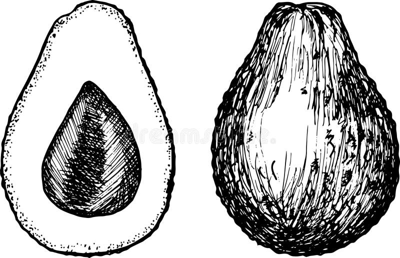 Hand drawn avocado stock illustration. Illustration of bone - 273975198