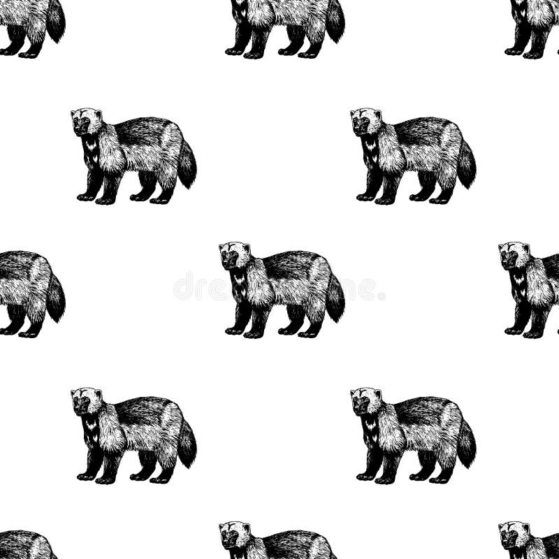 Wolverine Line Drawing Stock Illustrations – 34 Wolverine Line Drawing ...