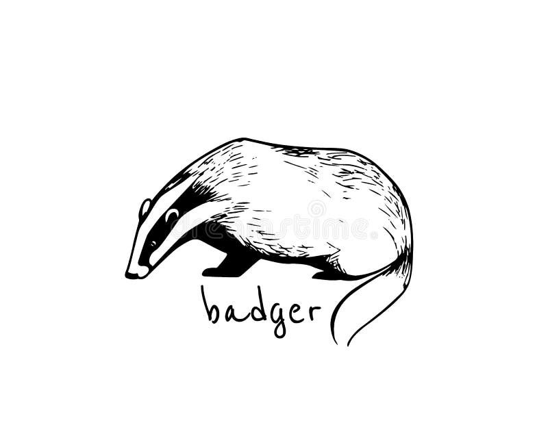 Drawn badger stock illustration. Illustration of badger - 64661
