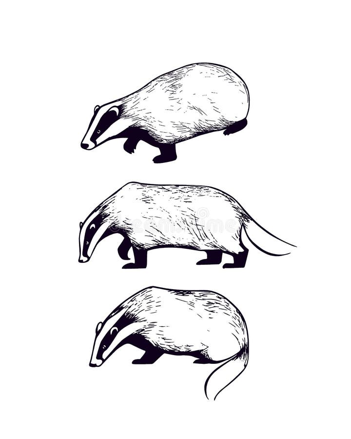 Hand drawn badgers stock vector. Illustration of black - 87568740