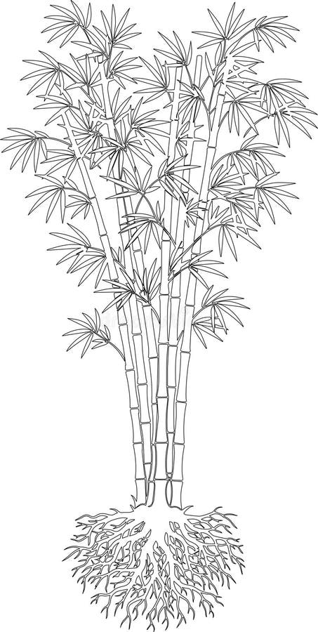 Chinese Bamboo Hand Drawing Stock Illustrations – 2,576 Chinese Bamboo ...