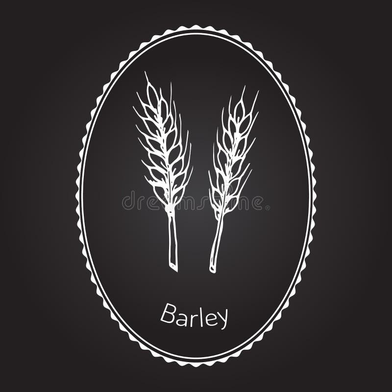 Hand Drawn Barley Ears Sketch Stock Vector - Illustration of graphic ...