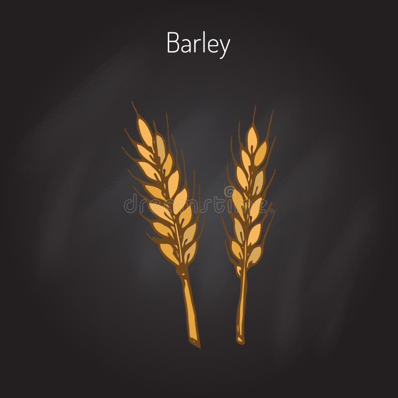 Hand Drawn Barley Ears Sketch Stock Vector - Illustration of seed ...