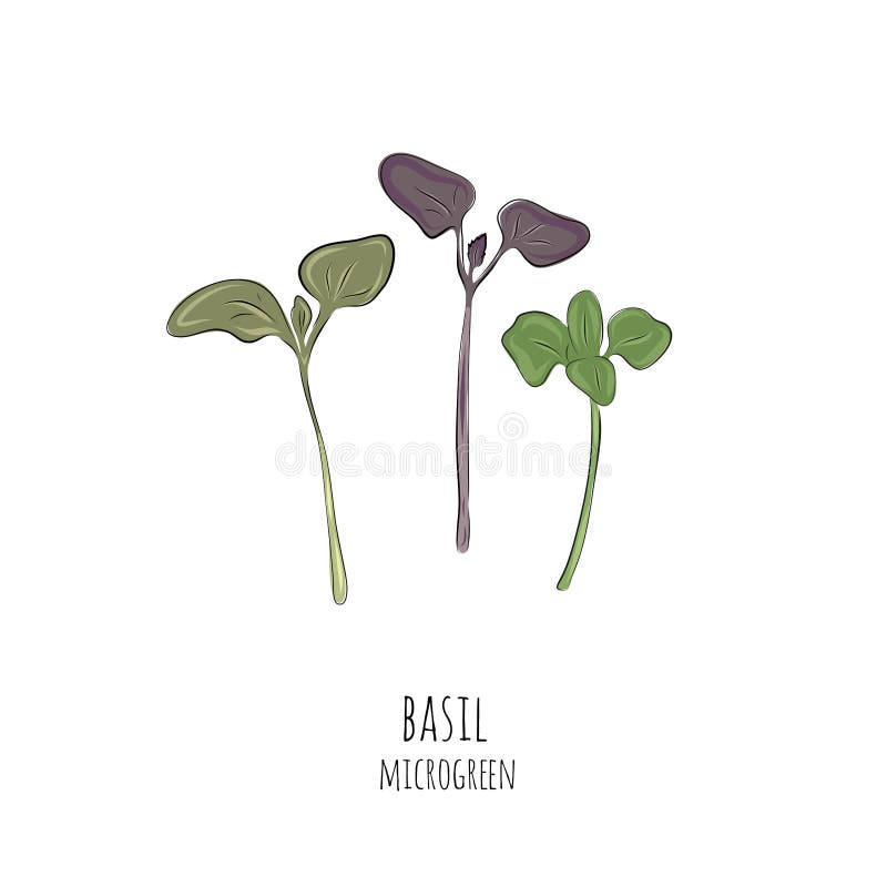 Microgreens Hand Drawn Stock Illustrations – 310 Microgreens Hand Drawn ...