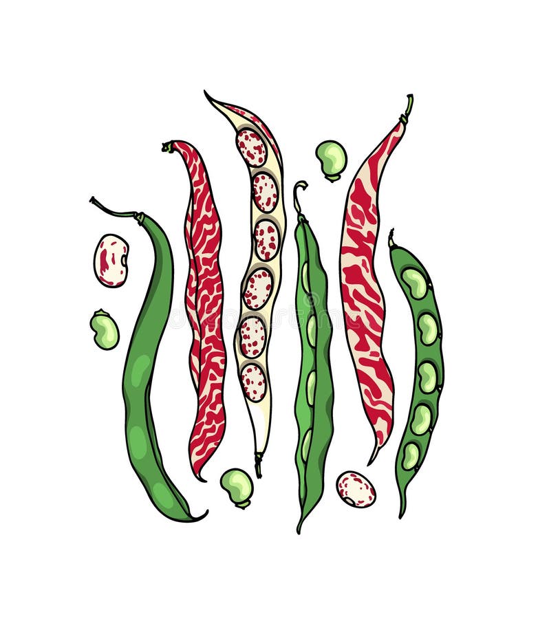 Legumes Hand Drawing Stock Illustrations – 304 Legumes Hand Drawing ...