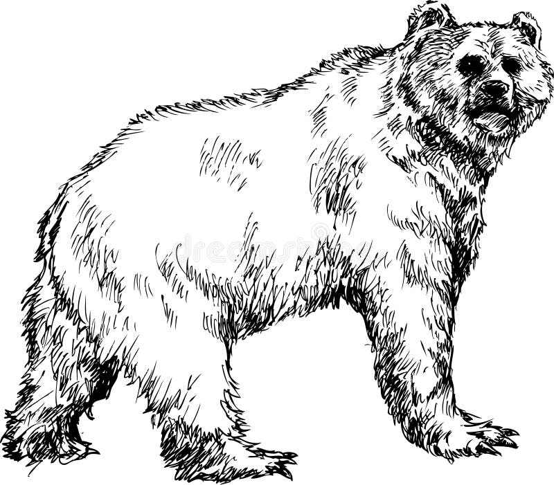 Hand drawn bear stock vector. Illustration of friendly - 43913185