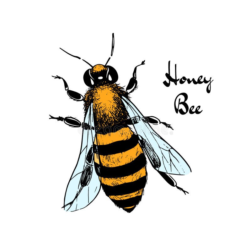 Bee Ink Drawing Stock Illustrations – 854 Bee Ink Drawing Stock ...